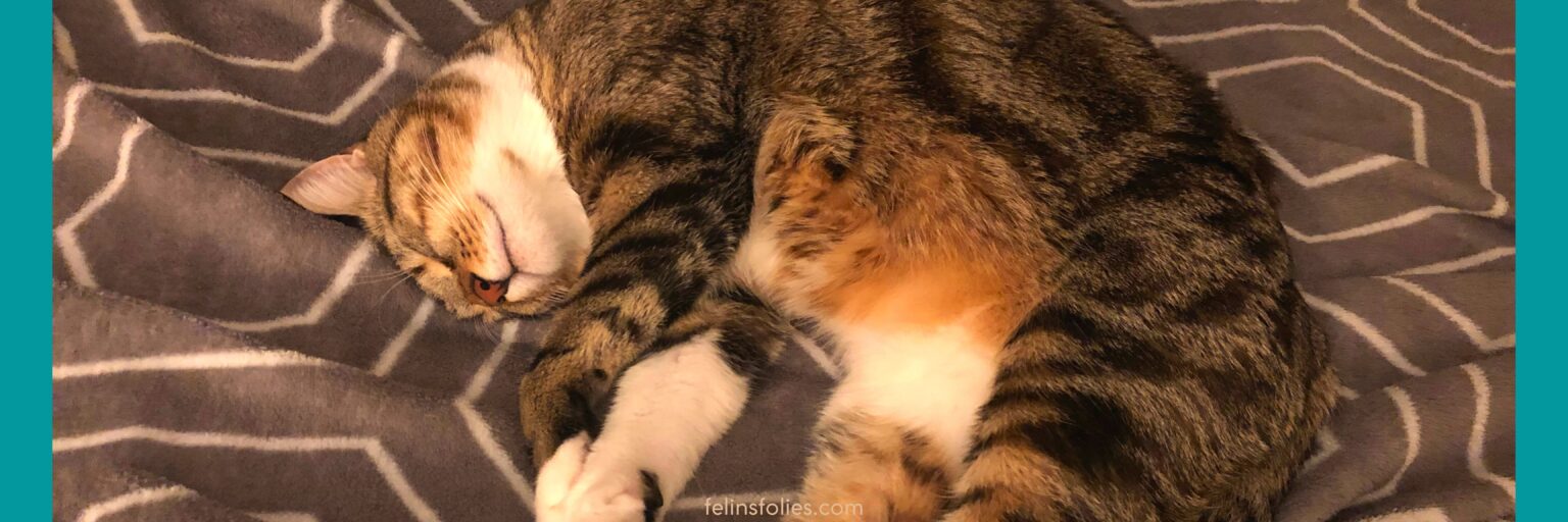 Le ronronnement du chat : son super pouvoir ! - FélinsFolies
