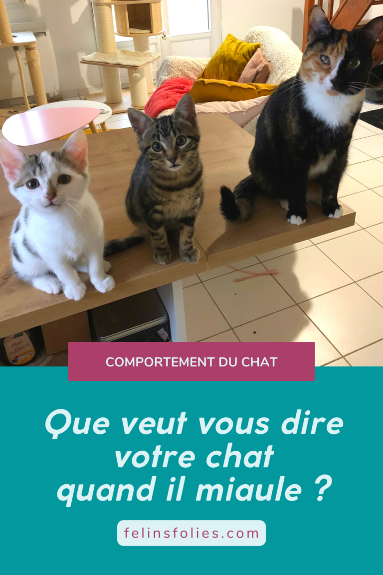 8 miaulements du chat décryptés pour enfin le comprendre - FélinsFolies
