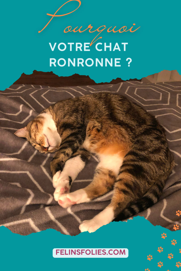 Le ronronnement du chat : son super pouvoir ! - FélinsFolies