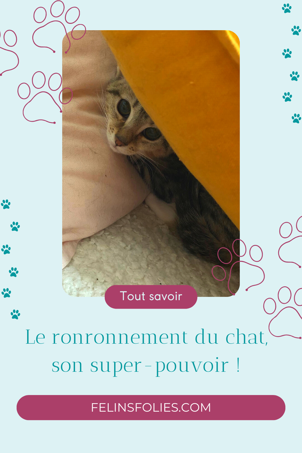 Le ronronnement du chat : son super pouvoir ! - FélinsFolies