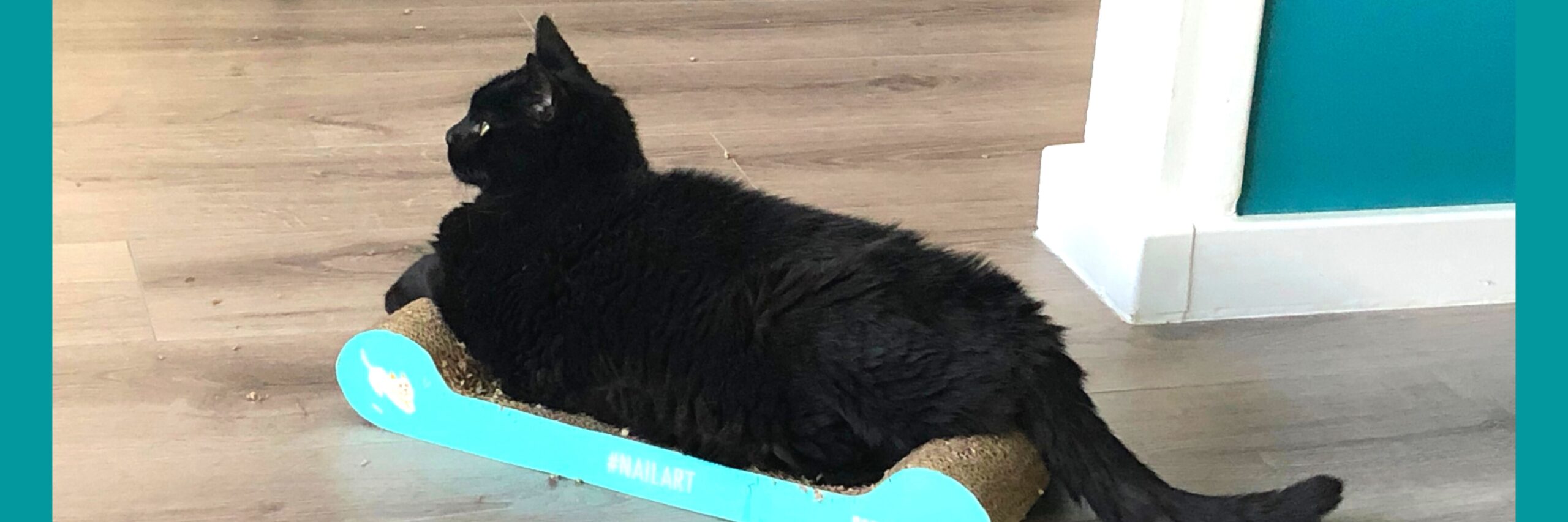 Règles pour un griffoir parfait pour votre chat - FélinsFolies